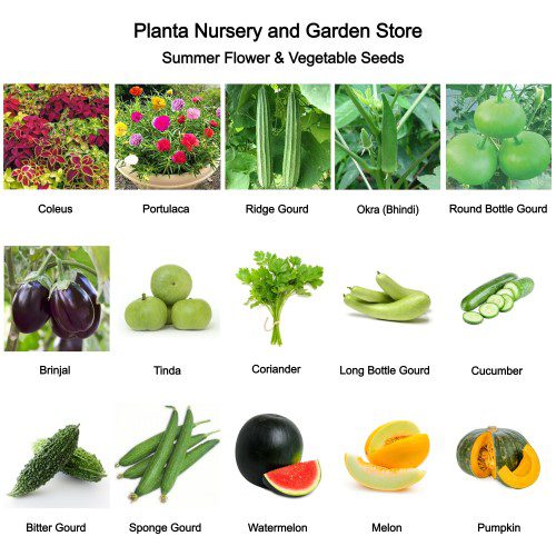Pack of 15 Summer Flower and Vegetable Seeds - Planta